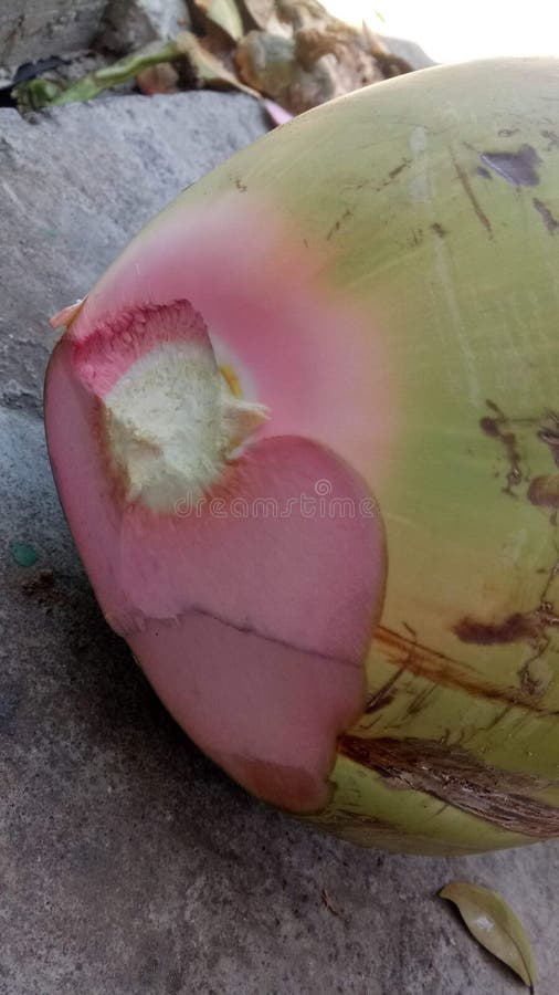 Pink Coconut Nice Like from Indonesia Stock Image - Image of nice ...