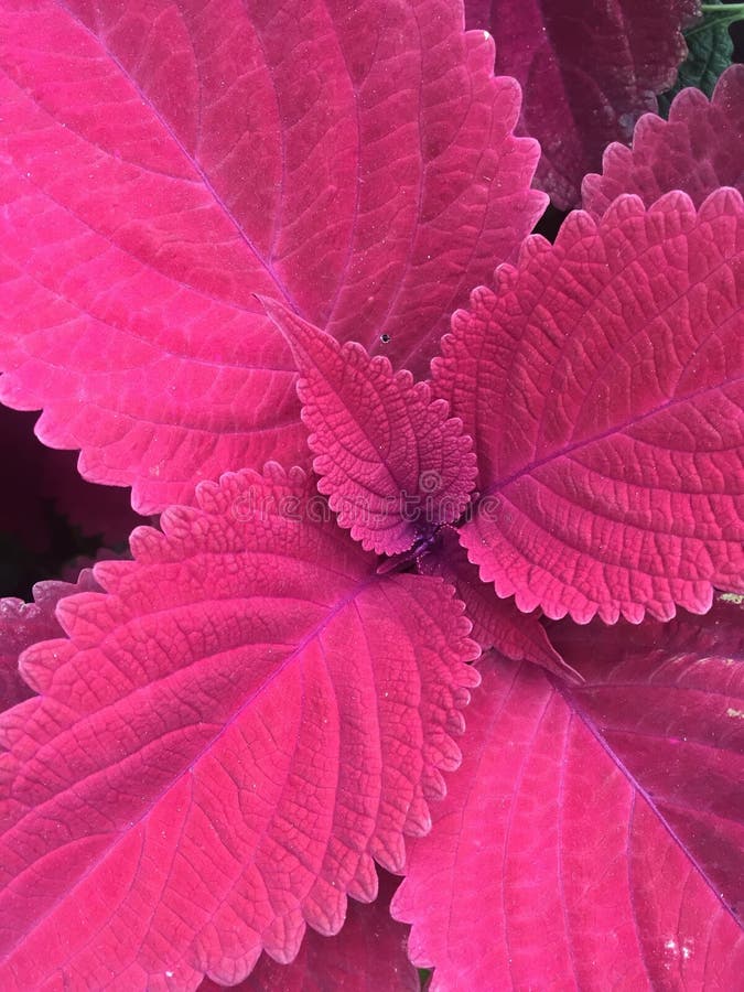 Pink coleus stock image. Image of coleus, ornamental - 77942829