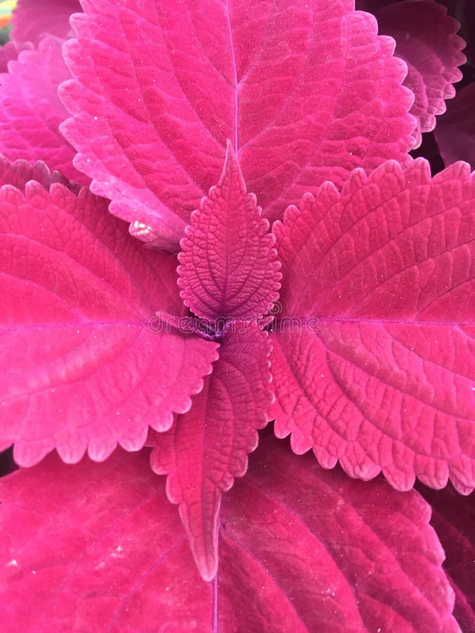 Pink coleus stock image. Image of gardening, color, backdrop - 77942837