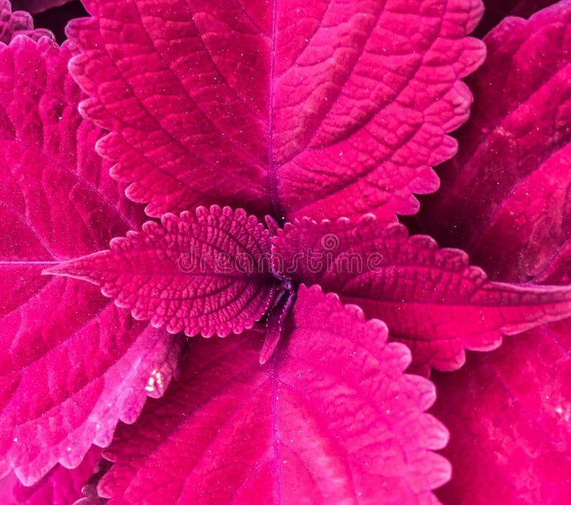 Pink coleus stock image. Image of bright, botany, outdoor - 80889859