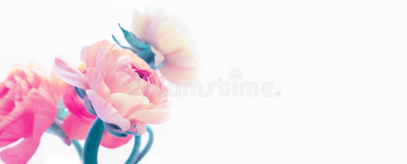Pink Color Anemone Flower Bouquet on Light Horizontal Background Stock ...
