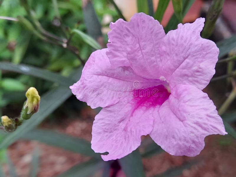 Pink Color Beautiful Flower Stock Photo - Image of flower, herb: 227173226