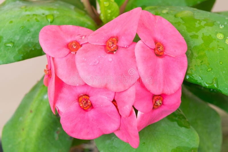 Pink Color Crown of Thorns Flowers Stock Photo - Image of flora ...