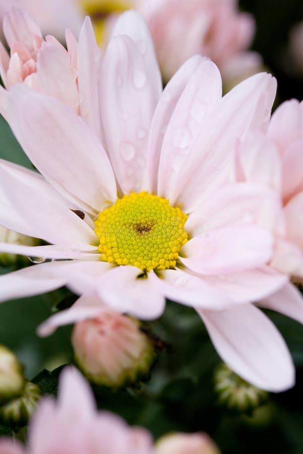 Pink Color Daisy Flowers Picture. Image: 4166070