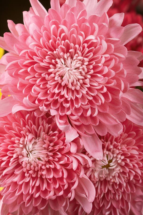 Pink color daisy stock image. Image of daisy, background - 64604025