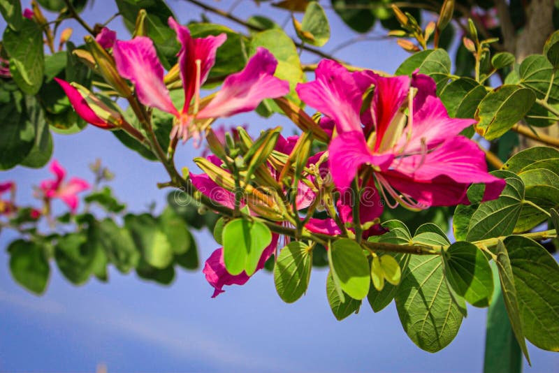 Pink Color Flower ðŸŒº Early in the Morning Look Amazing Stock Image ...
