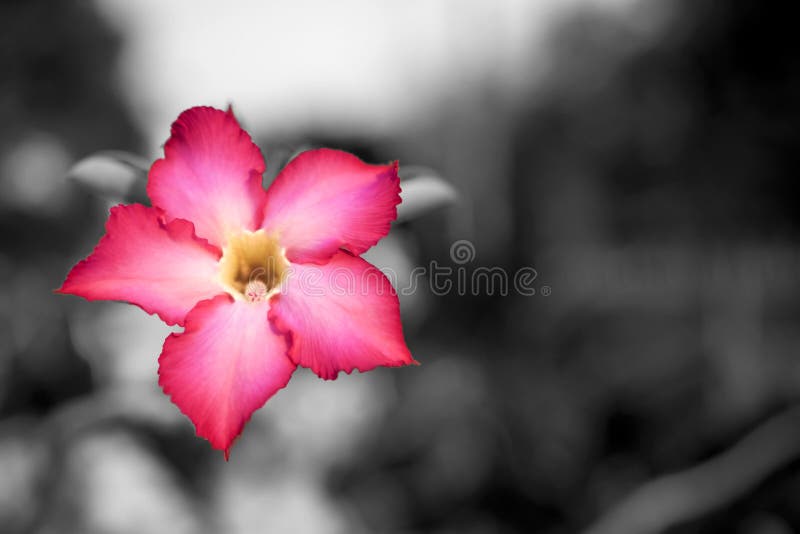 Pink Color Flower for Background Stock Photo - Image of pink, white ...