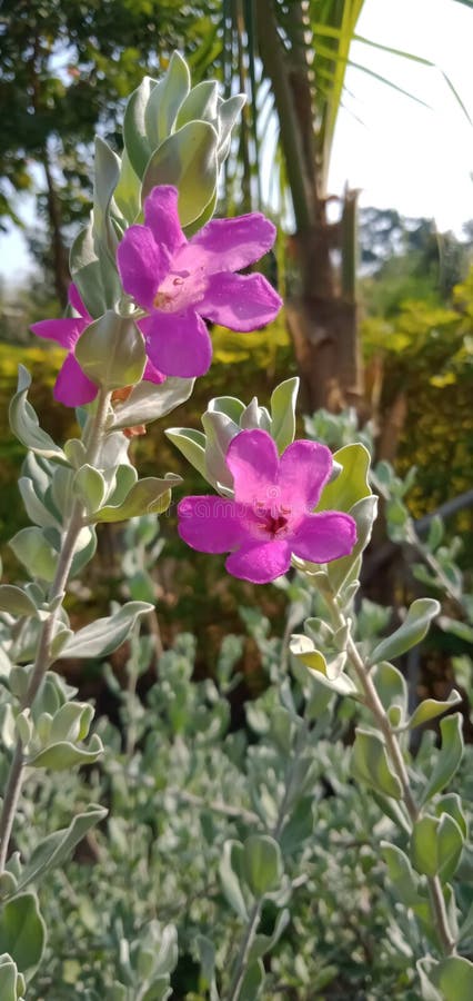 The Pink Color Flower in the Park in Islapur Stock Photo - Image of ...