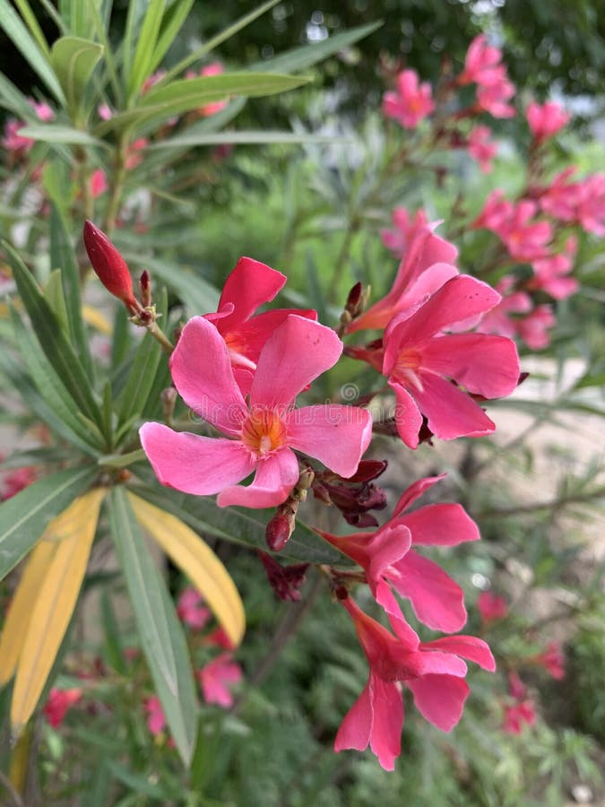 Pink Color Flowers are so Beautiful Stock Image - Image of fresh ...