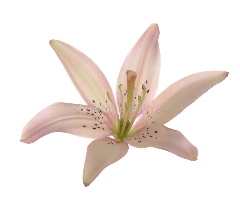 Pink color lily flower stock image. Image of petal, plant - 170830997