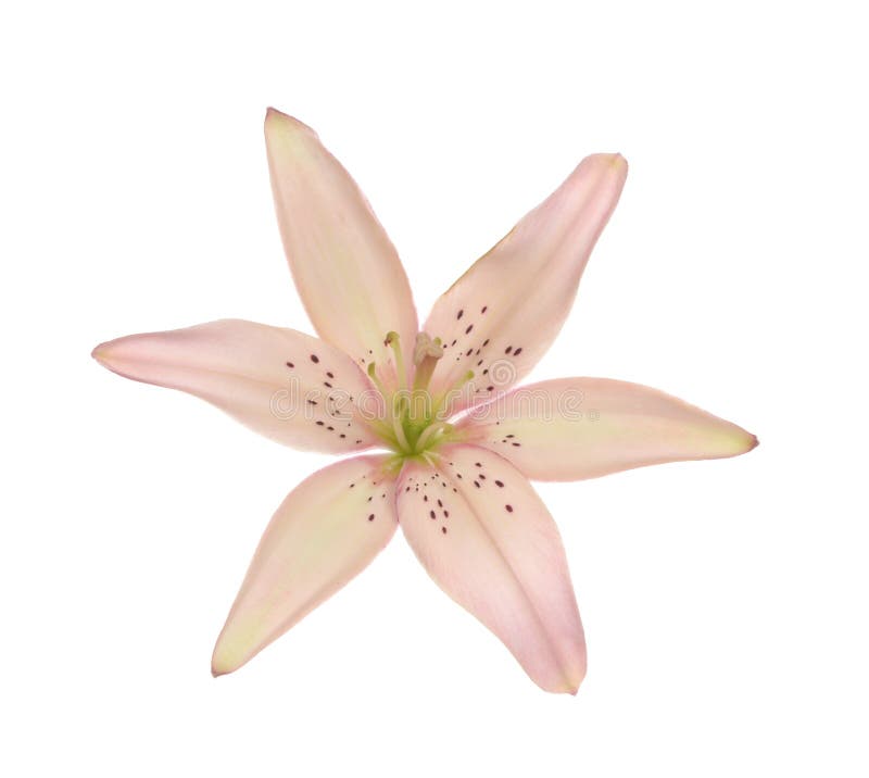 Pink color lily flower stock image. Image of pink, beauty - 170831039