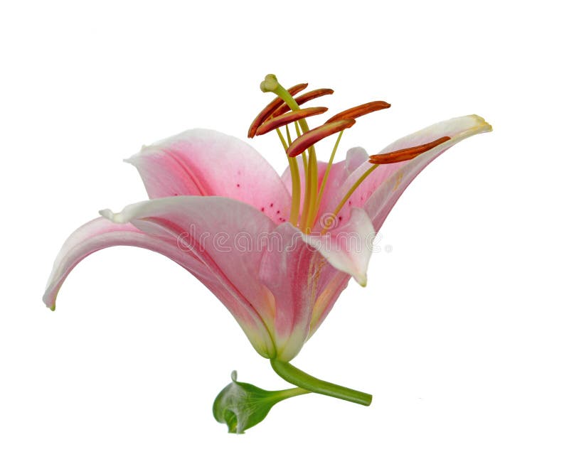 Pink color lily stock image. Image of background, isolate - 173611369