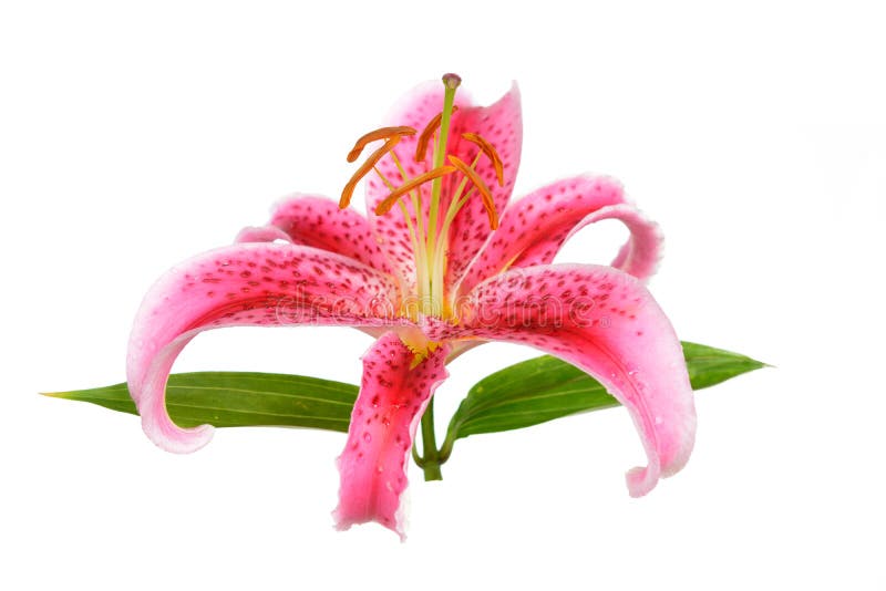 Pink color lily stock photo. Image of isolate, beauty - 173611464