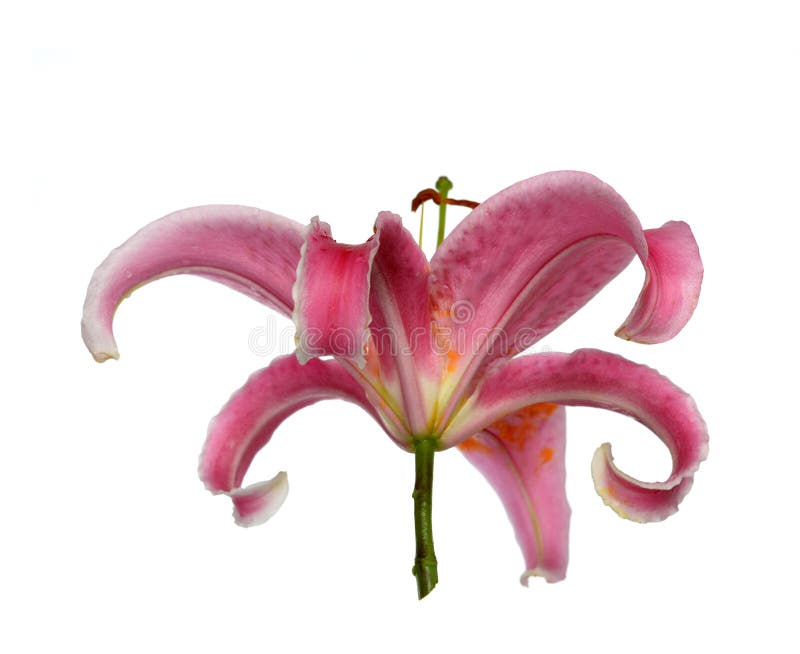 Pink color lily stock photo. Image of lilium, nature - 173611828