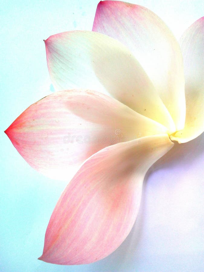 Pink color @ lotus stock photo. Image of pink, lotus - 93139504