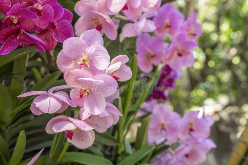 The Pink Color Orchid Flower in Spring Day Stock Image - Image of ...
