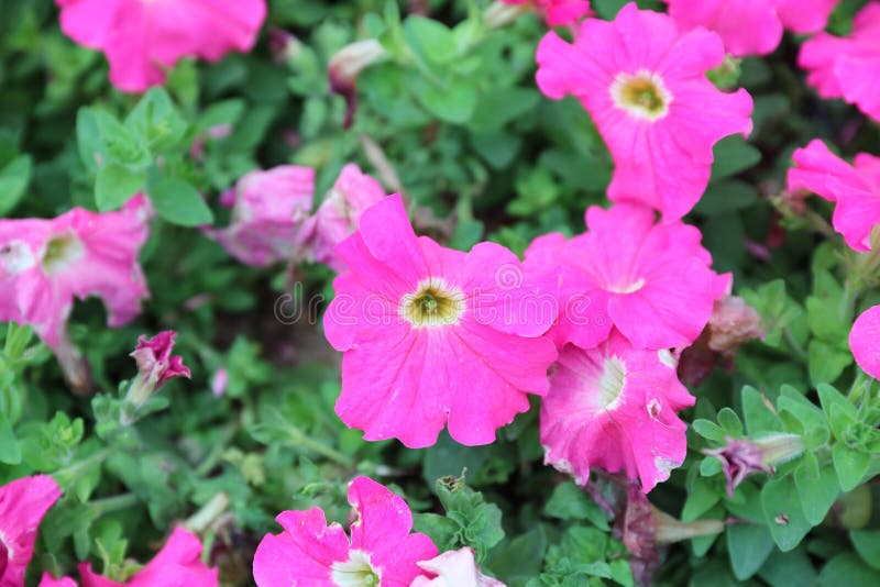 Pink Color Orning Glory at Garden 2017 Stock Photo - Image of beautiful ...