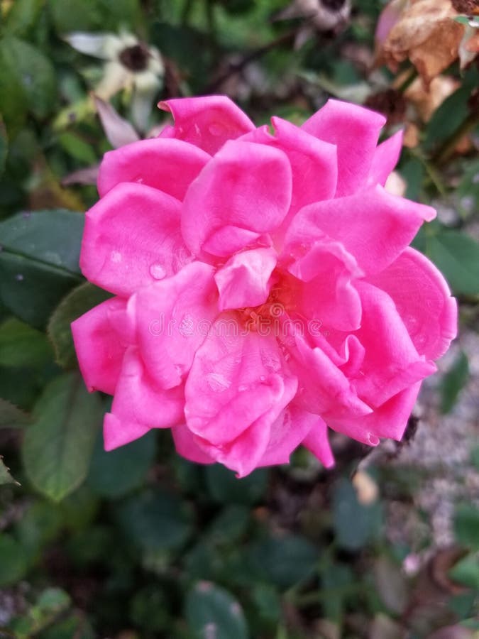 Pink is the Color of Passion Stock Image - Image of plant, passion ...