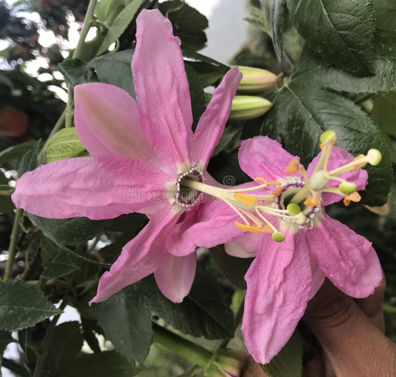 Pink Passion Flower stock image. Image of aroma, intense - 3026147