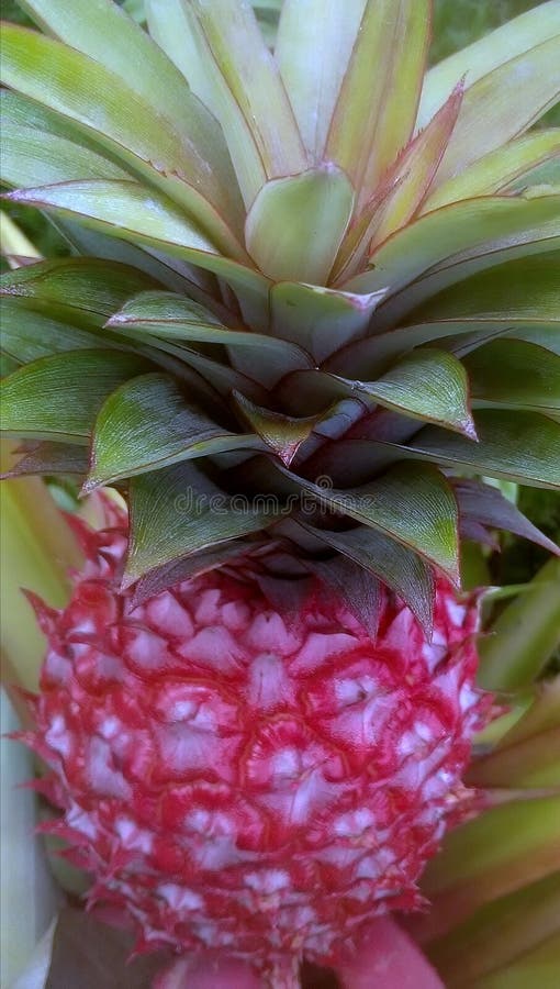 Color Pineapple Plant in the Garden, Ornamental Plant Stock Image ...