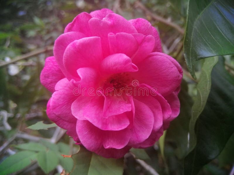 Pink color rose flower stock image. Image of pink, flower - 183769095