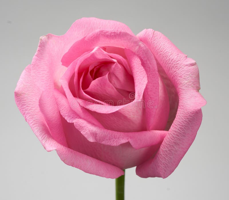Rose close-up shot stock image. Image of petal, shrub - 276868417