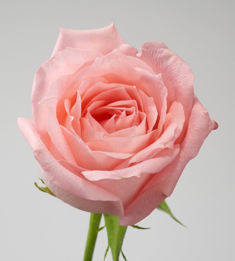 Rose close-up shot stock image. Image of rose, colse - 276868431