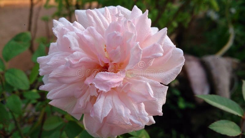 Pink Color Single Rose Blooming Alone Stock Image - Image of blooming ...