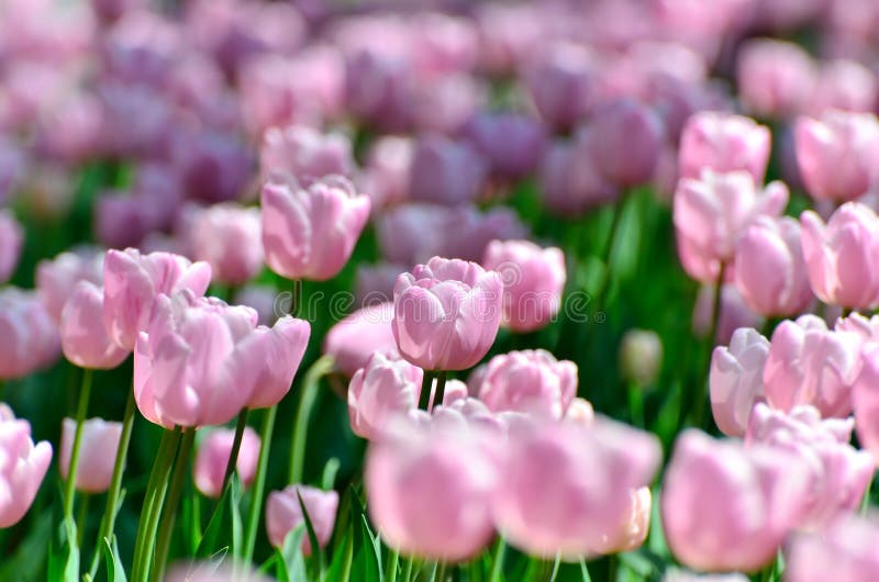 Pink color tulips. stock image. Image of head, tulip - 30726965