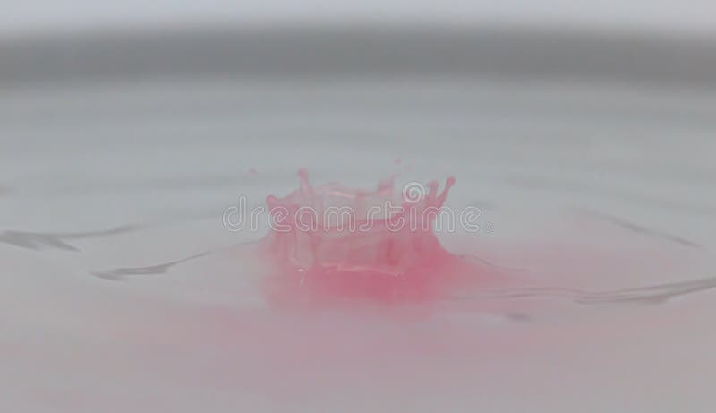 Pink Color Water Drop and Splash Stock Image - Image of droplet, drop ...