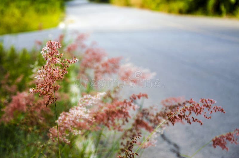 Pink Color Wild Grass Flowers beside the Road Stock Image - Image of ...