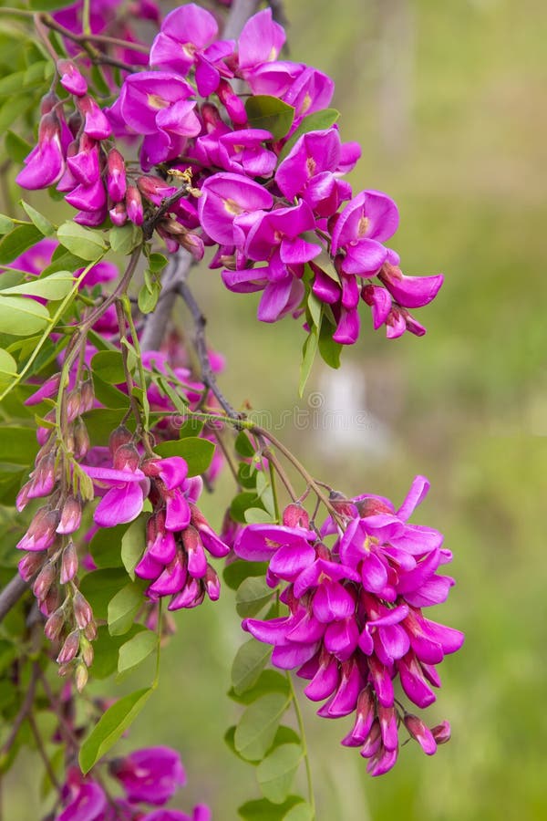 Pink Colored Acacia Flower. Robinia Hispida Stock Photo - Image of ...