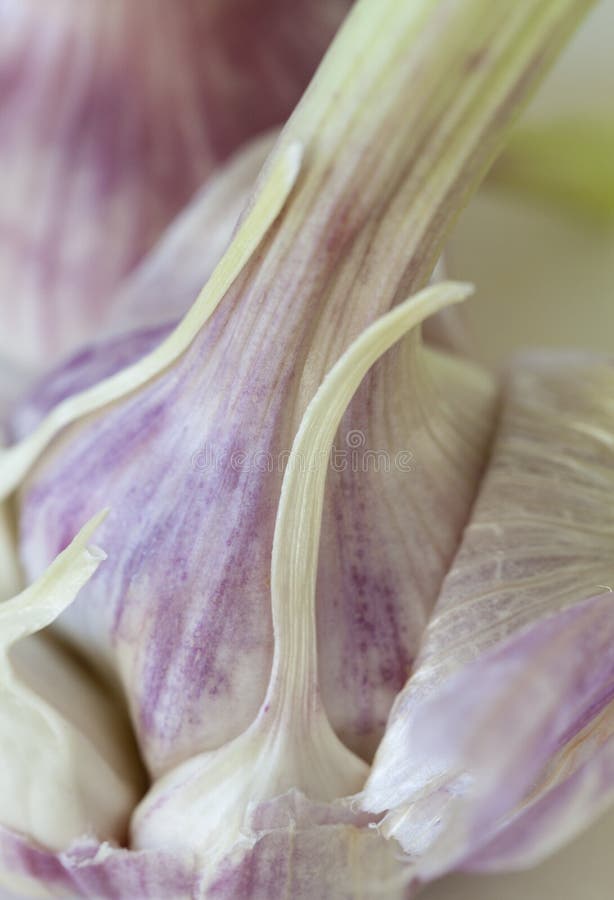 Biological Sow Eat the Fresh Grass and Dig Root about Stock Photo ...
