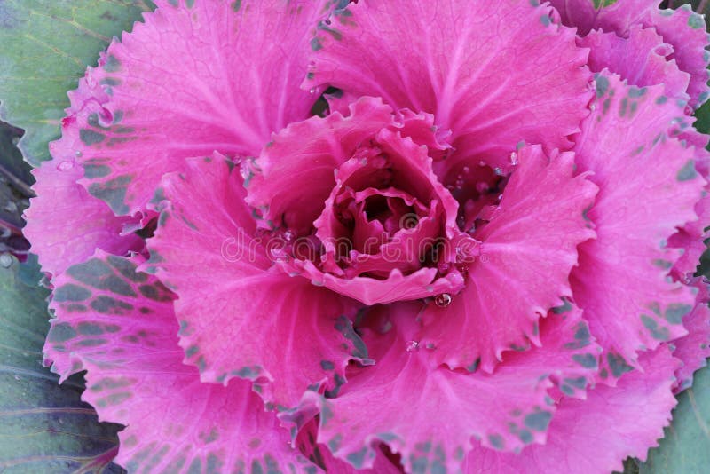 Pink Colored Decorative Cabbage in the Garden Stock Image - Image of ...