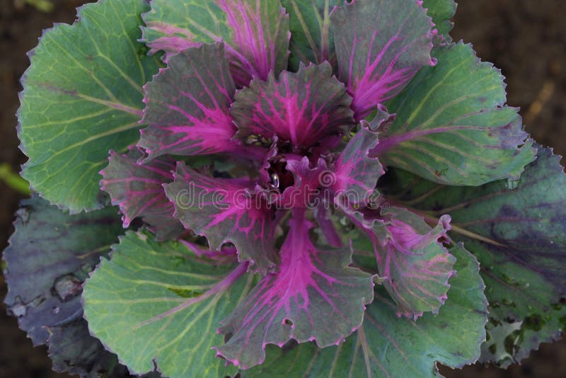 Pink Colored Decorative Cabbage in the Garden Stock Photo - Image of ...