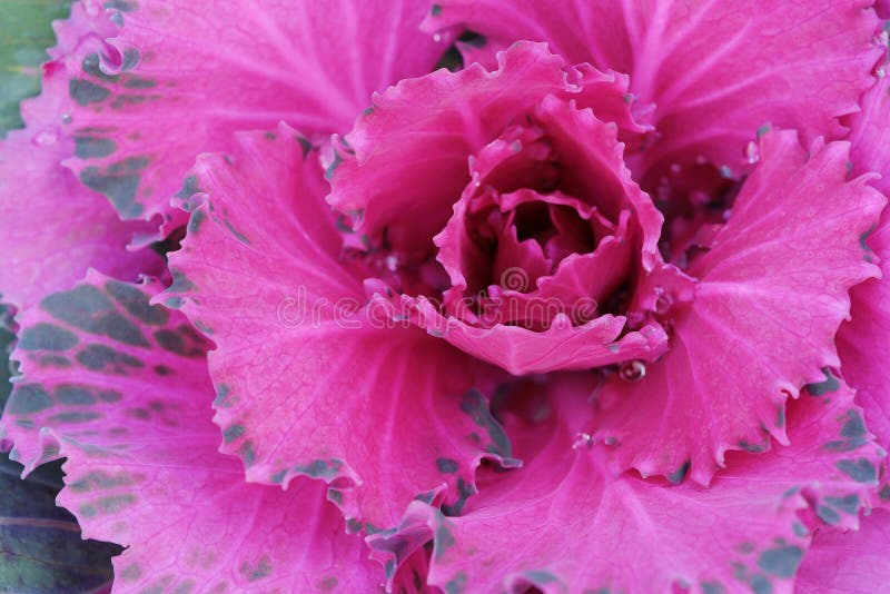 Pink Colored Decorative Cabbage in the Garden Stock Image - Image of ...