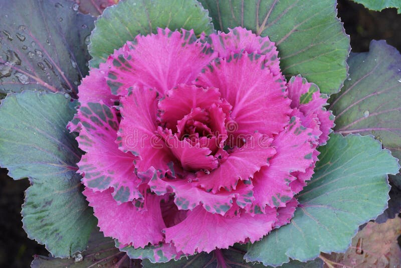 Pink Colored Decorative Cabbage in the Garden Stock Image - Image of ...