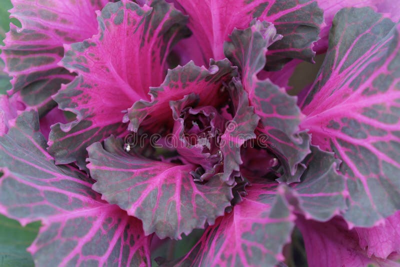 Pink Colored Decorative Cabbage in the Garden Stock Image - Image of ...