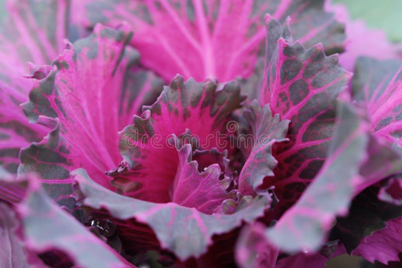 Pink Colored Decorative Cabbage in the Garden Stock Photo - Image of ...
