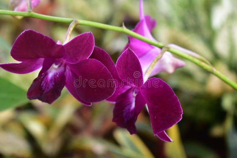 A Pink Colored Five Petal Flower Stock Photo - Image of landscape ...