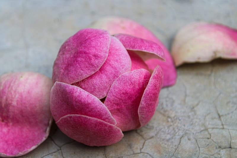 Pink Colored Flower Petals Isolated Stock Photo - Image of petals ...