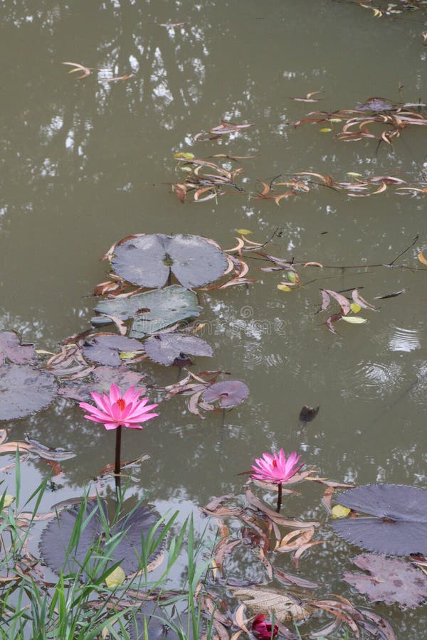 Pink Colored Lotus Flower on Pond Stock Image - Image of aquatic ...