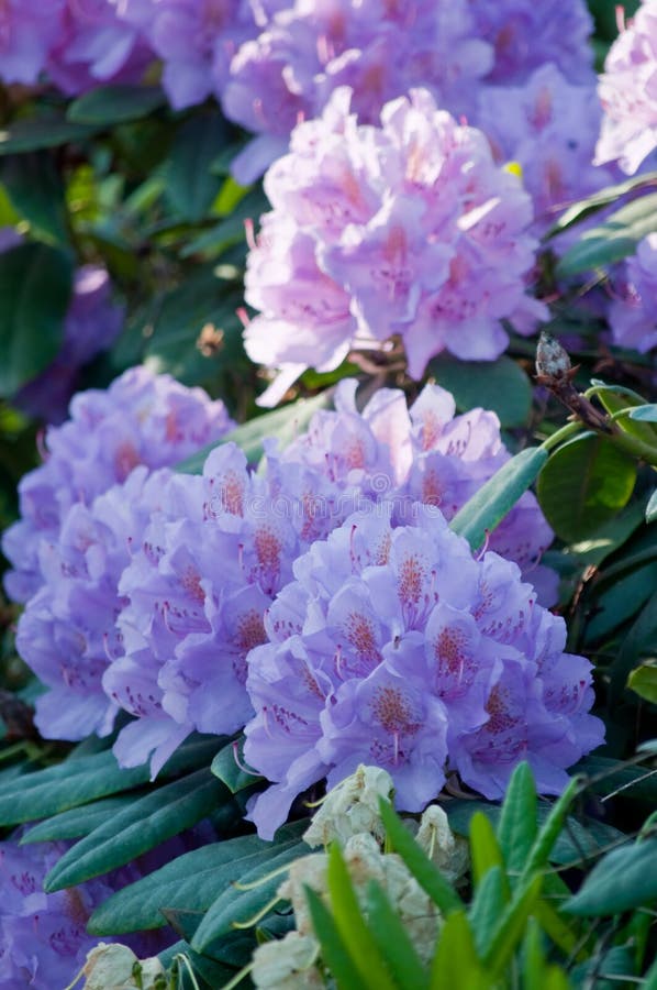 Pink-colored Rhododendron Blooms Stock Image - Image of green, sepals ...