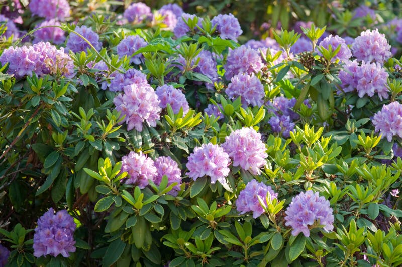 Pink-colored Rhododendron Blooms Stock Photo - Image of sepals ...