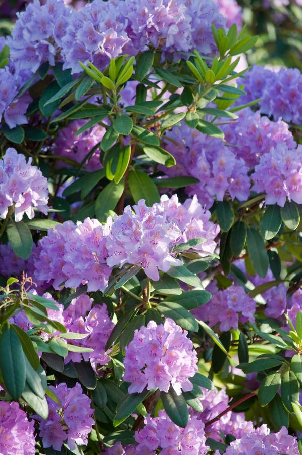 Pink-colored Rhododendron Blooms Stock Image - Image of fresh ...