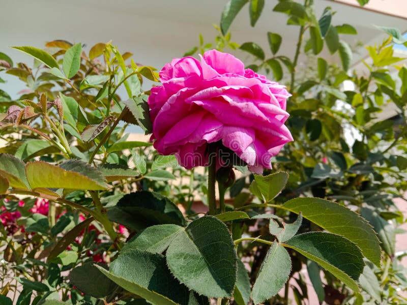 PINK COLORED ROSA Flower and LEAVES Stock Photo - Image of bouquet ...