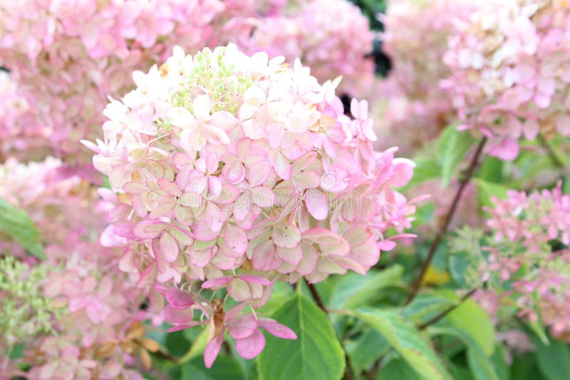 Pink Colors Hydrangea Limelight Paniculata, Netherlands Stock Image ...