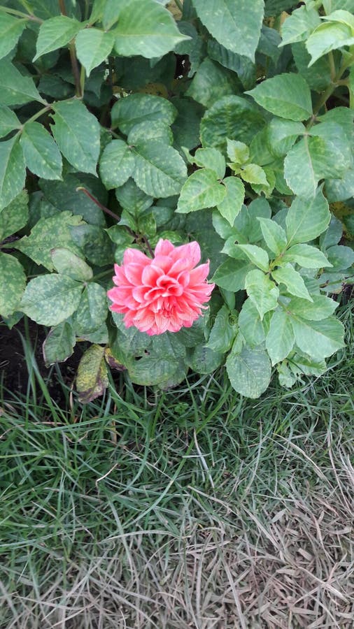 Flower Delia Stock Photos - Free & Royalty-Free Stock Photos from ...