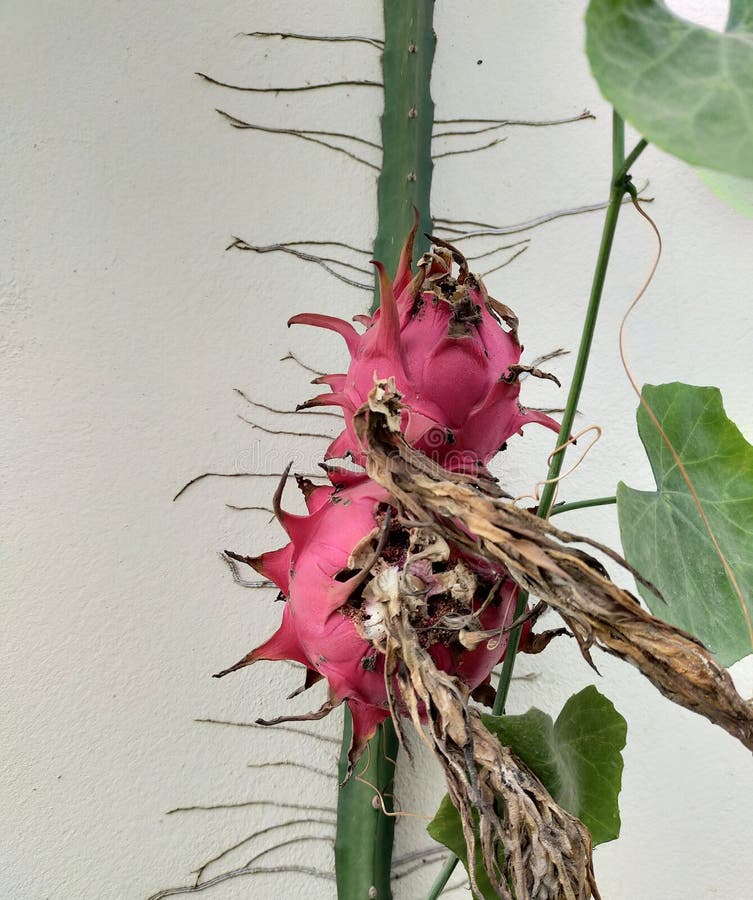 Pink Colour Dragon Fruit on the Dragon Tree Stock Photo - Image of twig ...