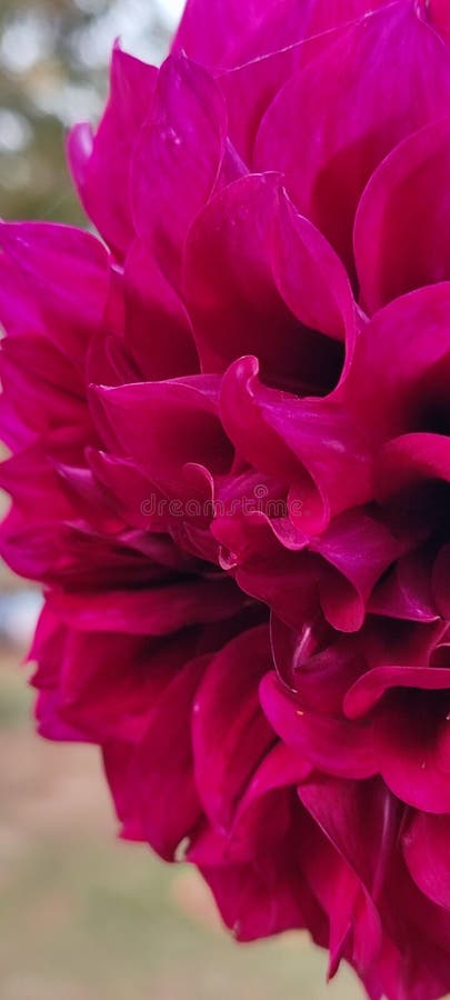 Pink Colour Flower Very Beautiful Picture Stock Image - Image of ...